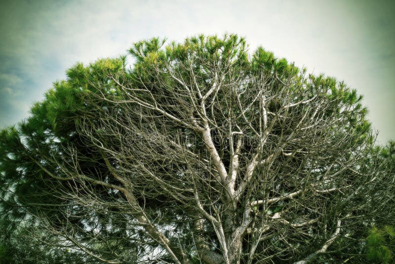 Big Top of an Old Coniferous Tree Stock Photo - Image of branches ...