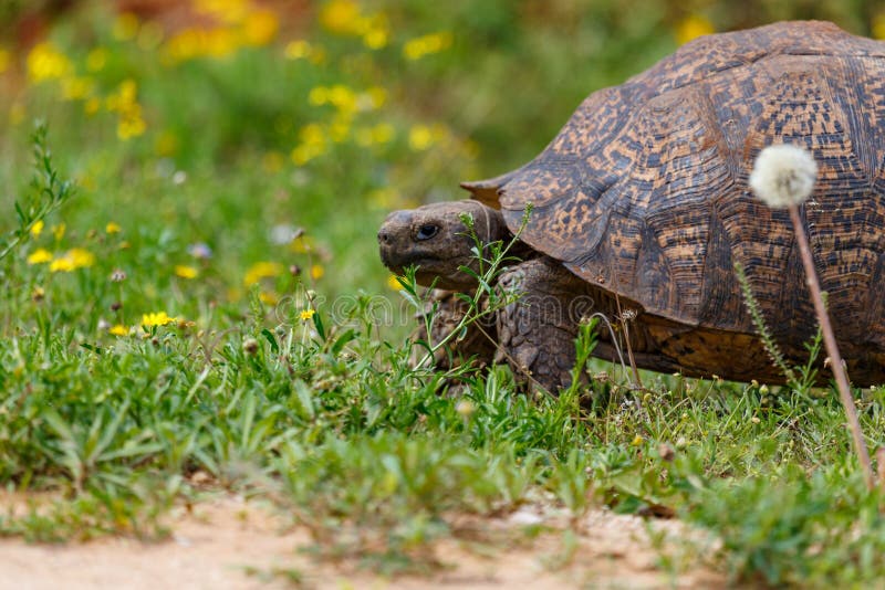 Turtle Standing On The Grass Stock Image - Image of amphibian, white ...