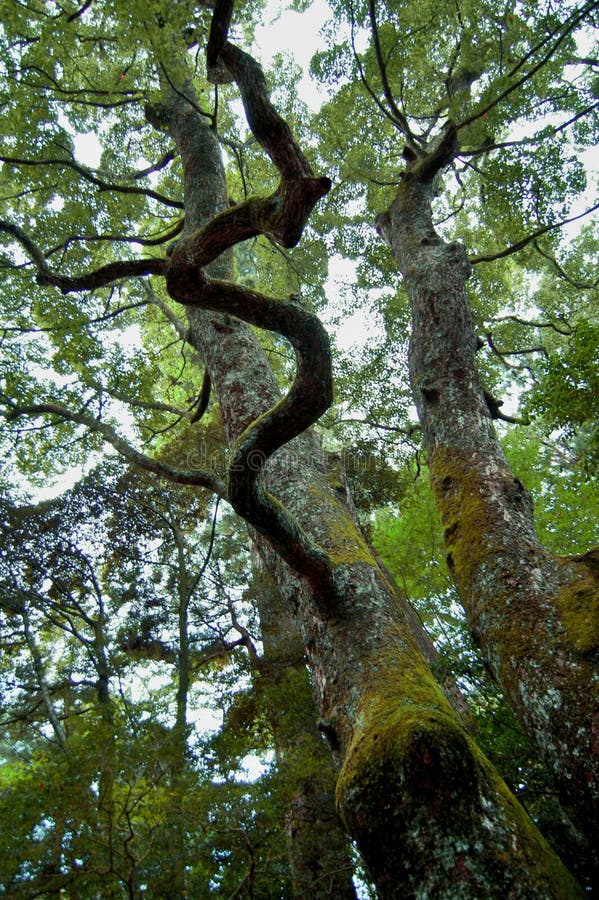 Big tree stock photo. Image of plants, wood, trees, plan - 12045242