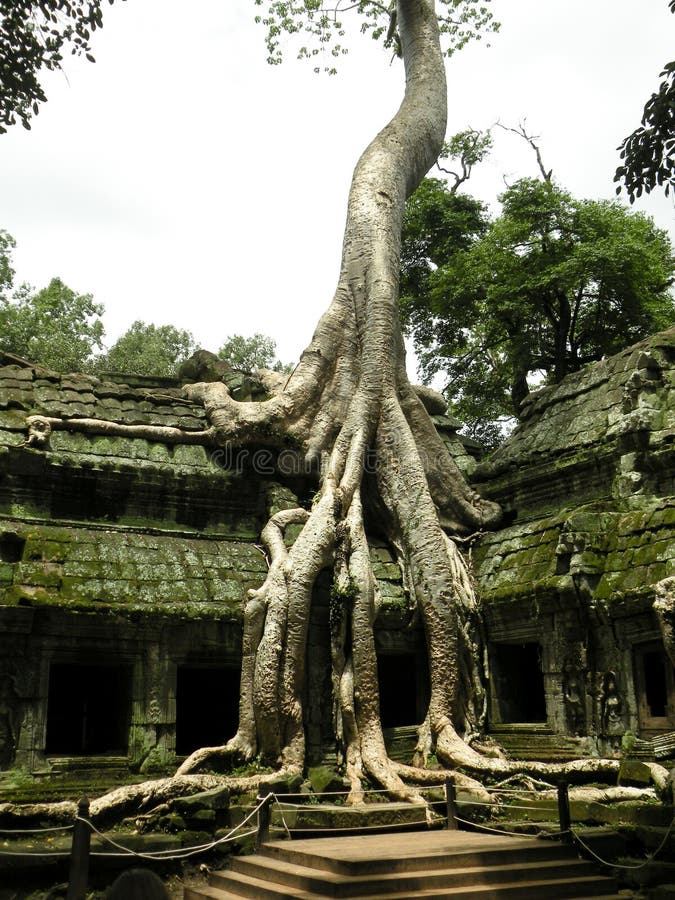 Big tree stock photo. Image of branch, tree, green, ruins - 14160146