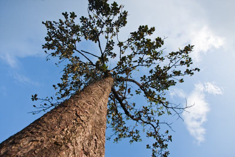 Big tree stock image. Image of climbing, grass, color - 14805261