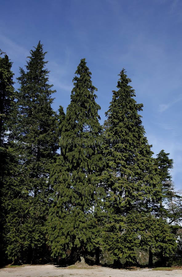 Big tree stock image. Image of jungle, deciduous, pillar - 1603117