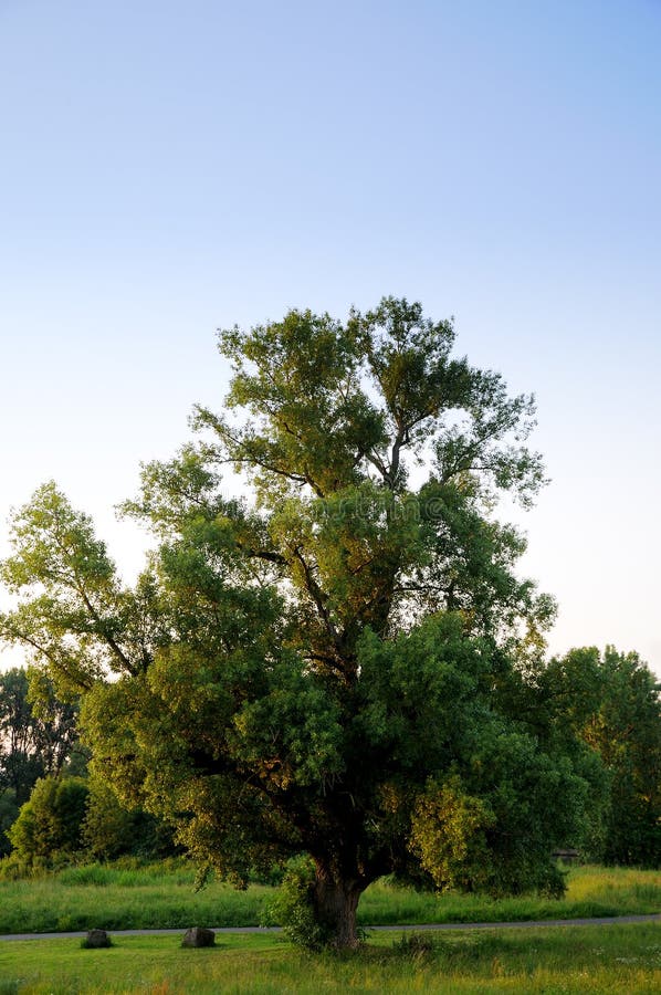Big tree stock image. Image of strength, park, nature - 16252213