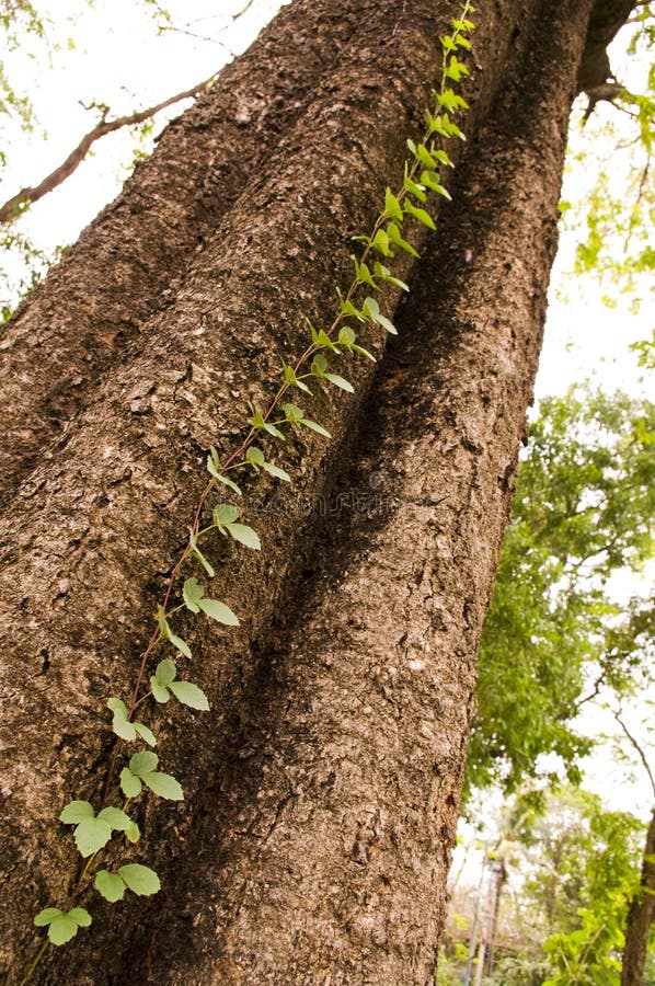 Big Tree stock image. Image of tall, tree, close, plant - 16937831
