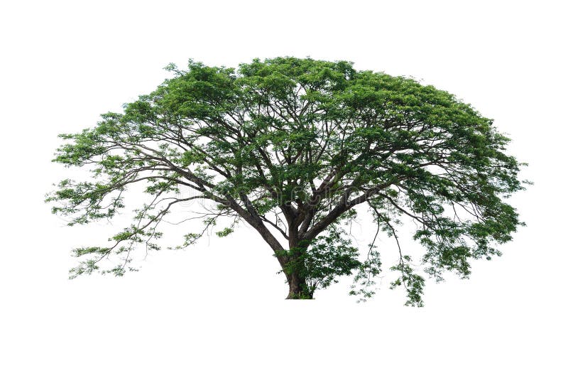 Big tree stock image. Image of beauty, environment, branch - 19429665