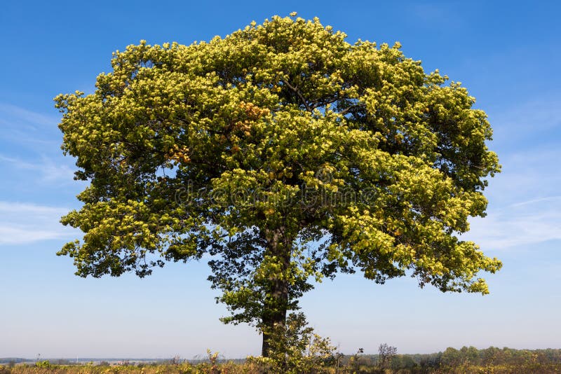 Beautiful Asana or Narra Tree in Full Bloom Against the Clear Blue ...