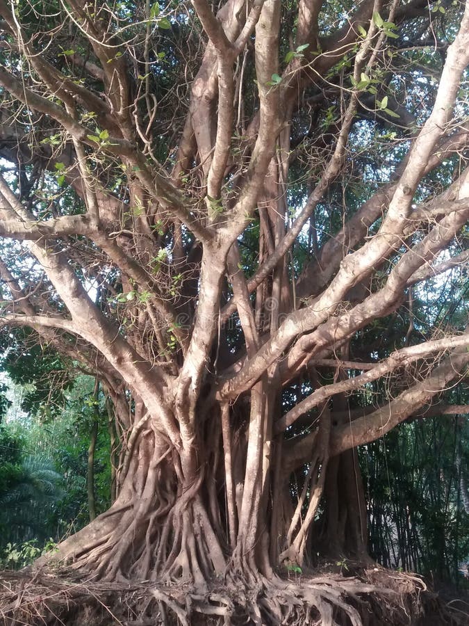 A big tree stock image. Image of leaf, trunk, forest - 227894341