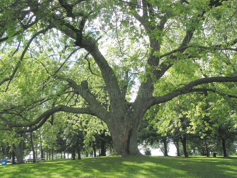 Big Tree stock photo. Image of green, glorious, plant, glory - 247784