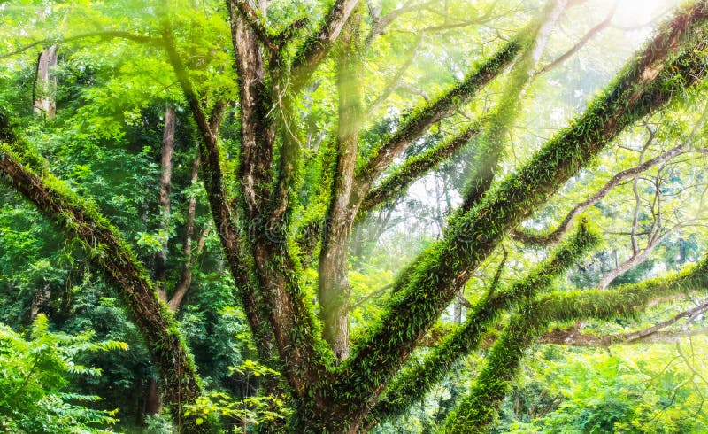 Big tree stock image. Image of nature, colour, freshness - 27021259