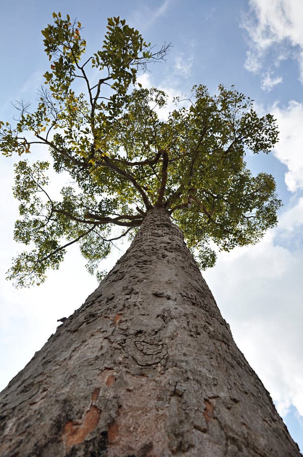 Big tree stock photo. Image of bark, environment, single - 27752214