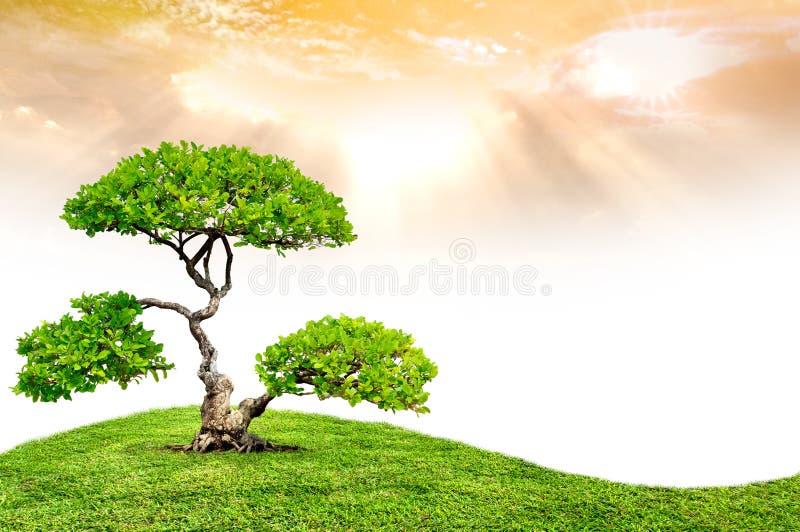 The big tree stock image. Image of blue, bush, environment - 29512697
