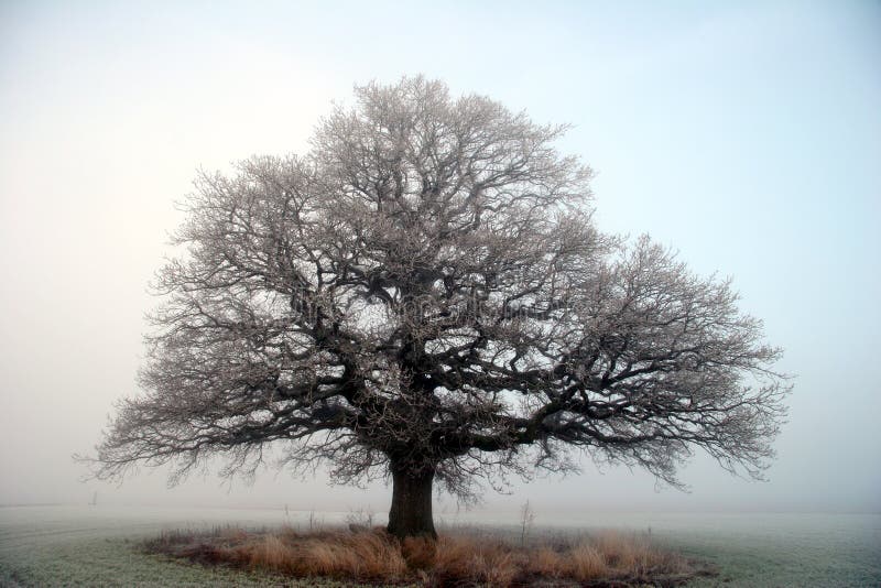 Large tree stock photo. Image of mature, cold, norwegian - 3916122