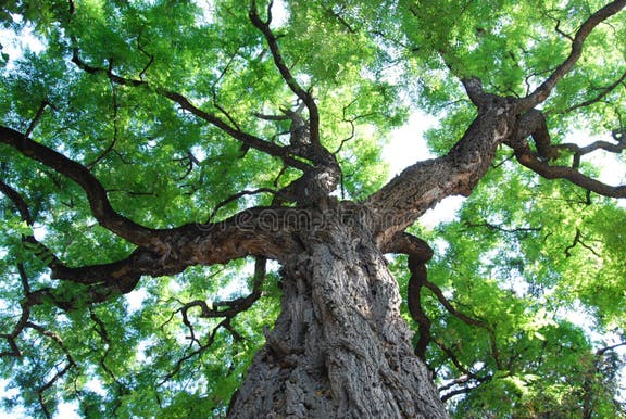 Big Tree stock image. Image of high, secolar, forest, great - 6820299