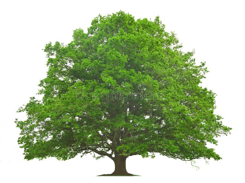 Big Tree Vector Illustration Stock Vector - Illustration of abstract ...