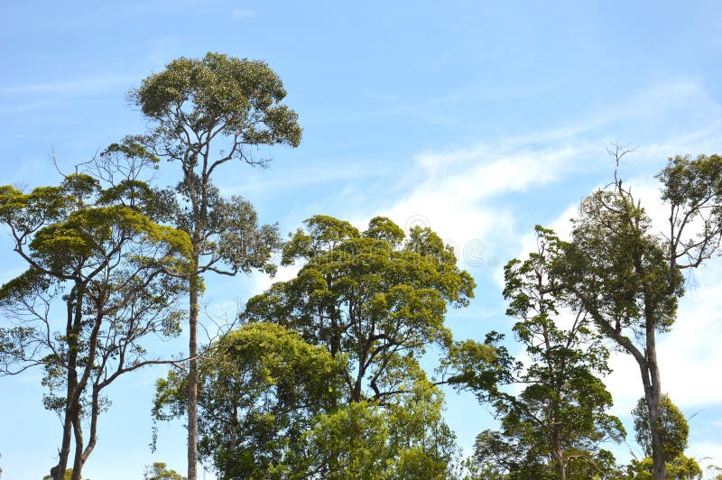 Big tree stock photo. Image of agricultural, peace, peaceful - 35137916