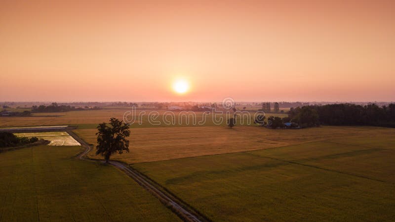 Big Tree Along Footpath beside Two Paddy Fields Stock Image - Image of ...