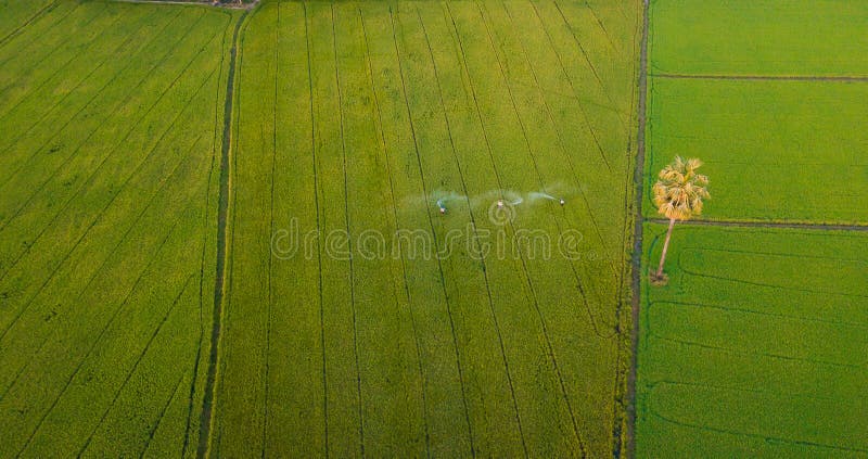 Big Tree Along Footpath beside Two Paddy Fields Stock Photo - Image of ...