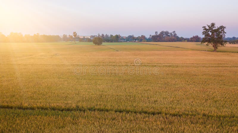 Big Tree Along Footpath beside Two Paddy Fields Stock Photo - Image of ...