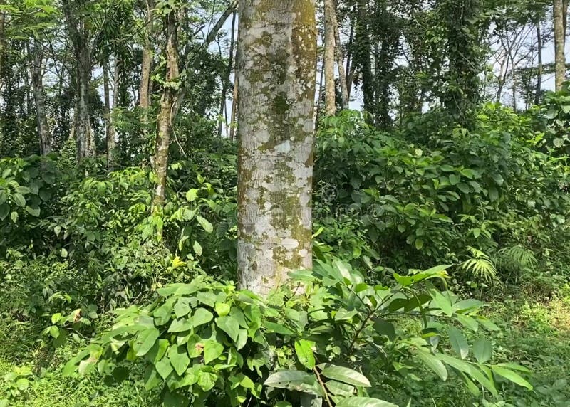 A Big Tree Alongside Small Trees in the Forest, Next To the Suburban ...