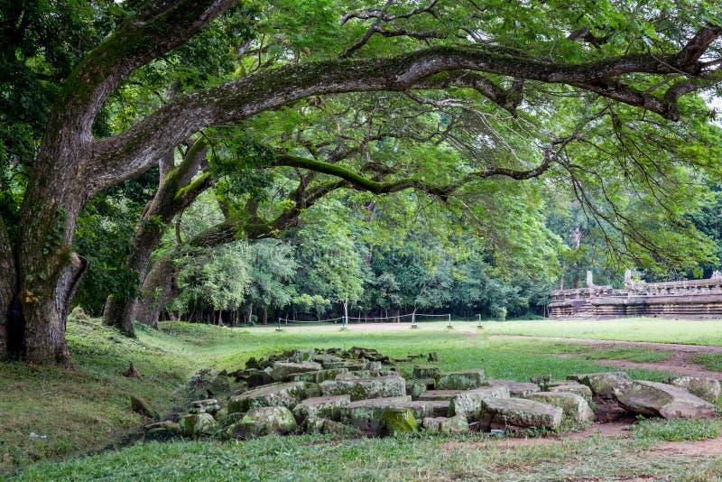 Big Tree with Ancient Stone Angkor Wat in Siem Reap Cambodia Stock ...