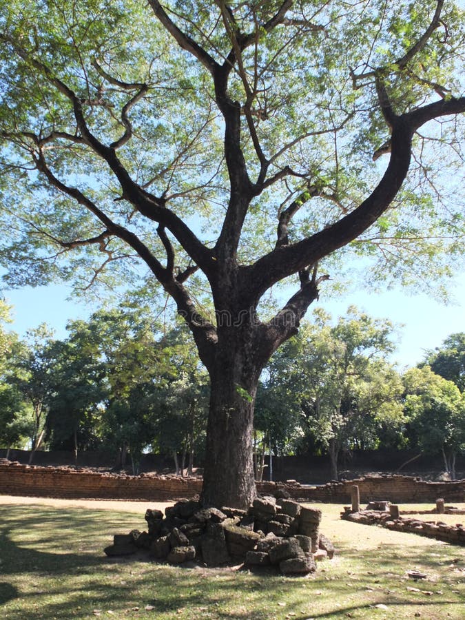 Big Tree in Ancient Walls in Ancient Monuments, Sukhothai Stock Photo ...