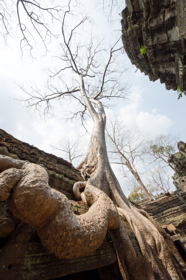 A Big Tree at Angkor Thom in Cambodia Stock Photo - Image of ...