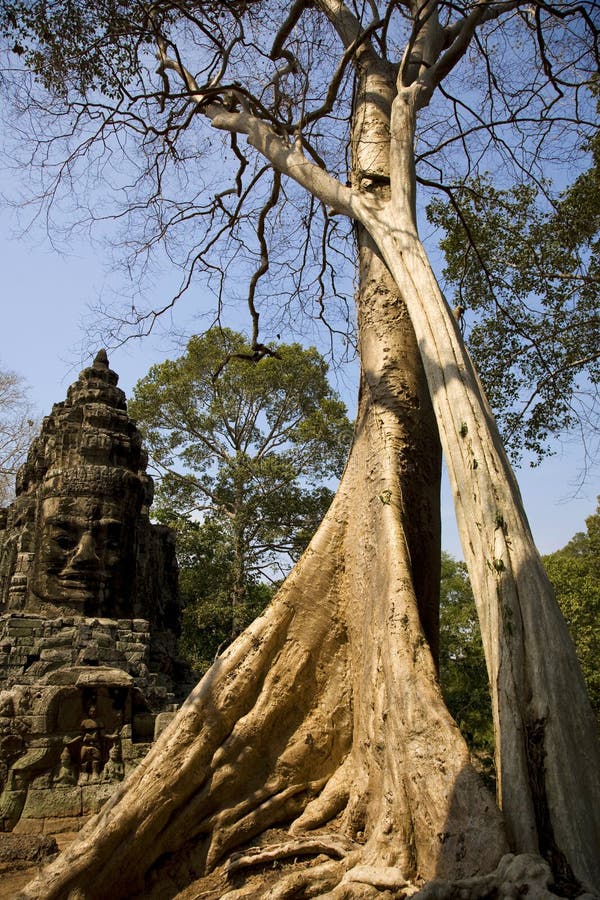 Tree in Angkor Wat, Cambodia, South East Asia. Stock Photo - Image of ...