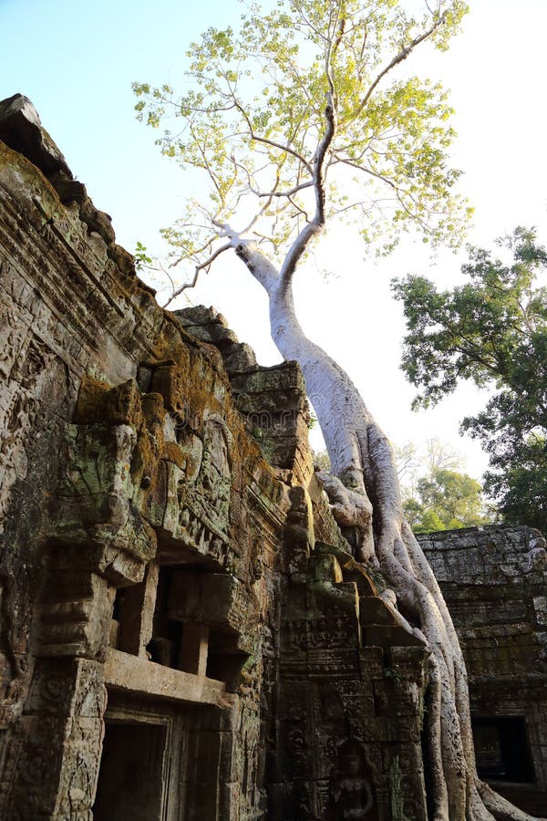 Big Tree at Angkor Wat stock photo. Image of archeology - 46788770