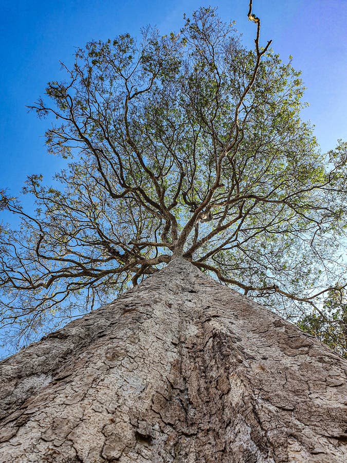 Big tree angle stock image. Image of spring, trunk, tree - 222250845