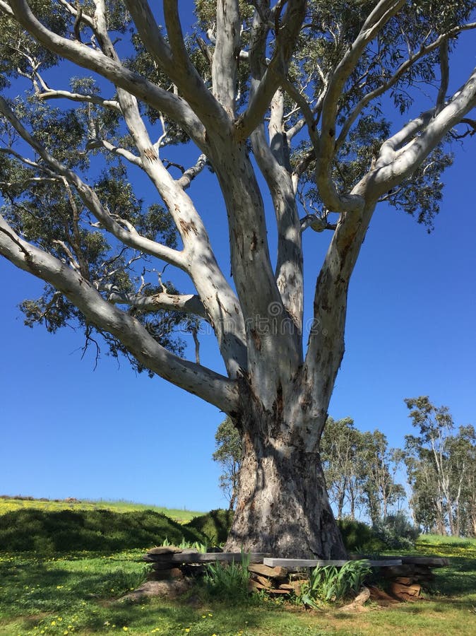 Big tree of art stock photo. Image of australia, tree - 119256510