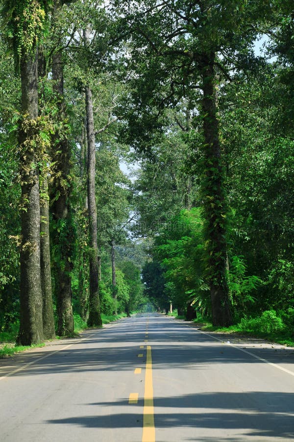 Big Tree beside Asphalt Road Stock Photo - Image of local, direction ...