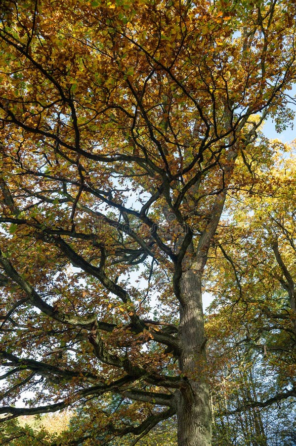 Big Tree with Autumn Foliage Stock Photo - Image of octobers, time ...