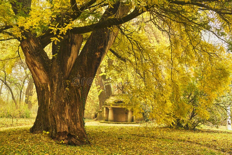 Big tree in autumn park stock image. Image of autumn - 118509309