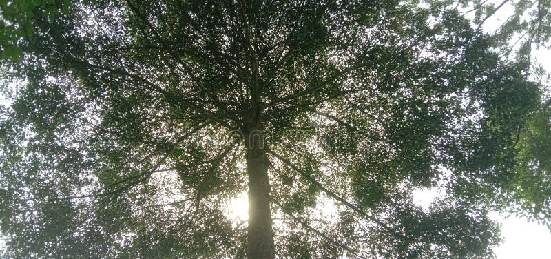 Big tree with backlight stock photo. Image of cutout - 256316742