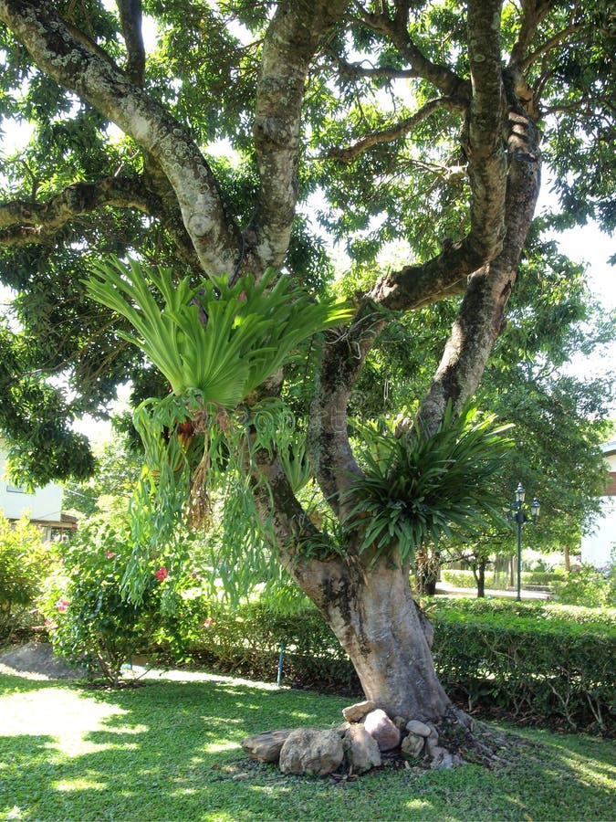 Big tree in the backyard stock image. Image of landscape - 84145613