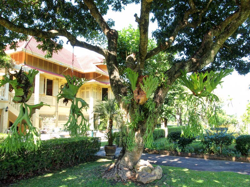 Big tree in the backyard stock photo. Image of life, home - 84145768