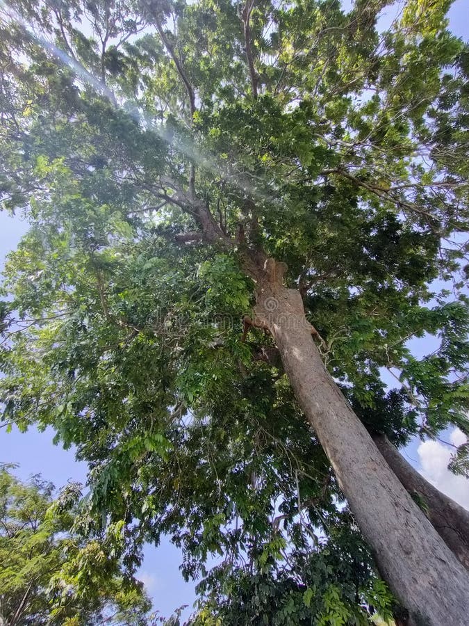 Big tree bali stock photo. Image of shrub, sunlight - 234133664