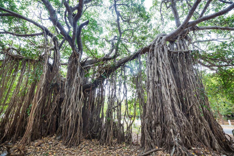 Big tree stock image. Image of fields, resourceful, fantasy - 265783651