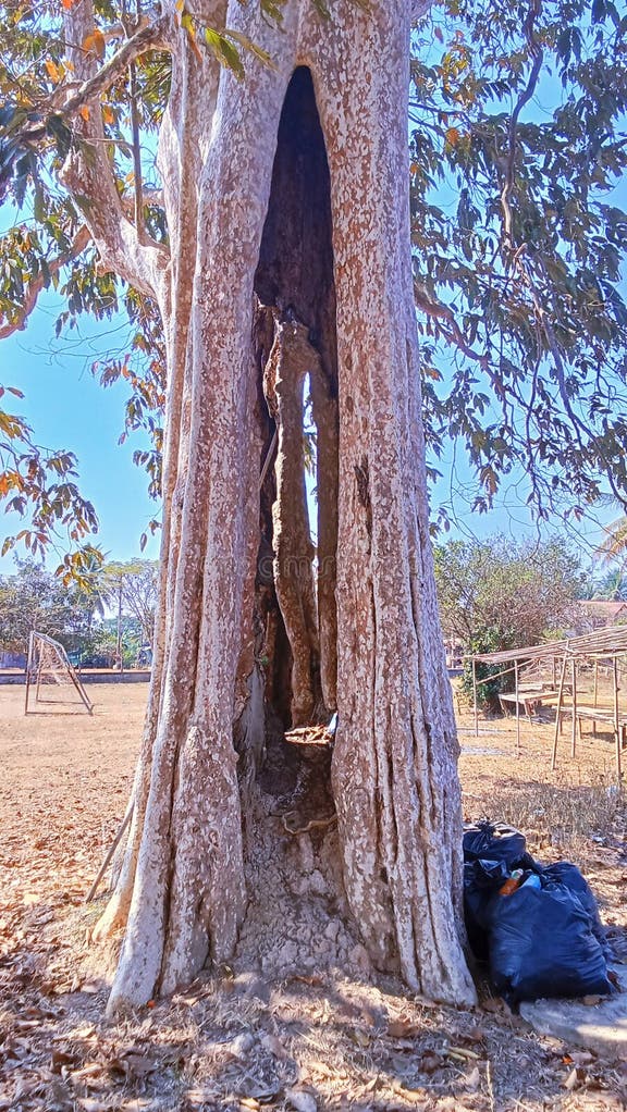 The Big Tree is Bare and Moving. Stock Photo - Image of moving, tree ...
