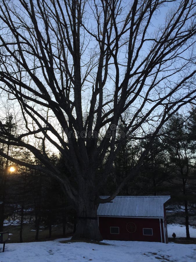 The Big Tree and Barn at Sunset on a Winter Day Stock Photo - Image of ...