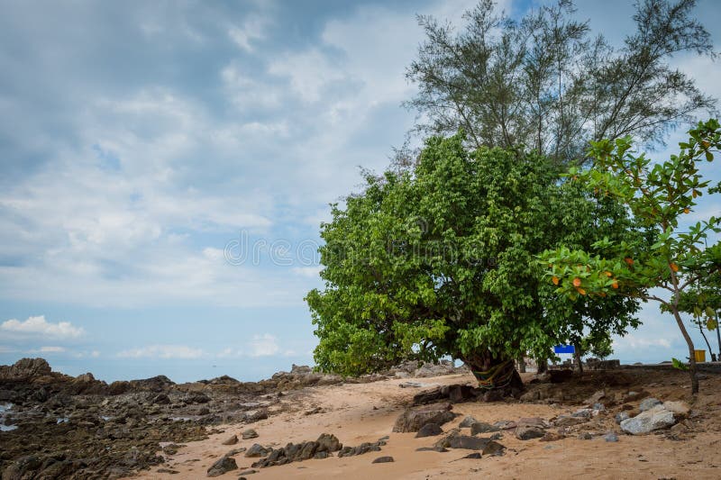 Big Tree and Beach Landscape Stock Image - Image of rock, horizon ...