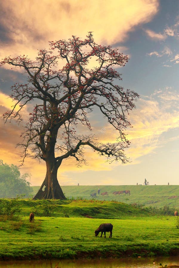 Big tree in the color sky stock image. Image of grass - 212796883
