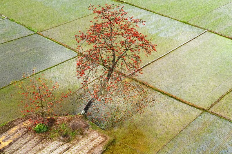 Big tree in the color sky stock photo. Image of nature - 215398670