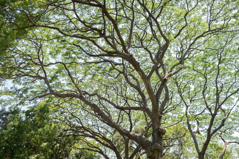 Big Tree in a Beautiful Garden Stock Image - Image of gardening, fresh ...