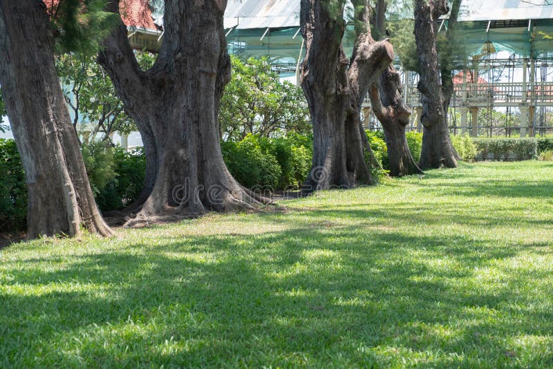 A Big Tree in a Beautiful Garden and Blue Sky Stock Photo - Image of ...