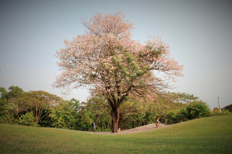 Big tree stock photo. Image of colorful, leaf, nature - 75694288