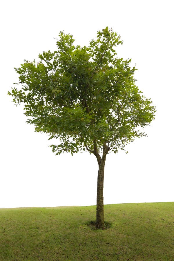 Big Tree with Beautiful Structure Stock Photo - Image of shrub, food ...