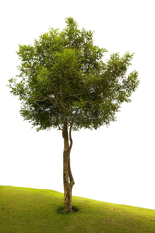 Big Tree with Beautiful Structure Stock Photo - Image of food ...