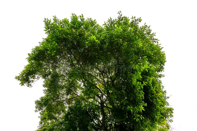 Big Tree with Beautiful Structure Stock Photo - Image of fruit, branch ...