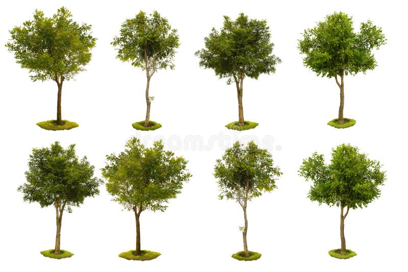 Big Tree with Beautiful Structure Isolate on White Background, Stock ...